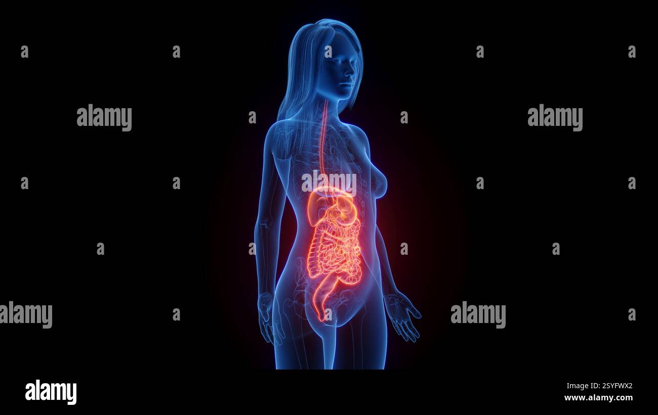 Female digestive system, illustration Stock Photo - Alamy