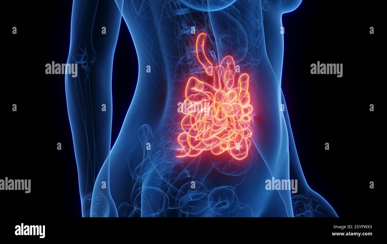 Female small intestine, illustration Stock Photo - Alamy
