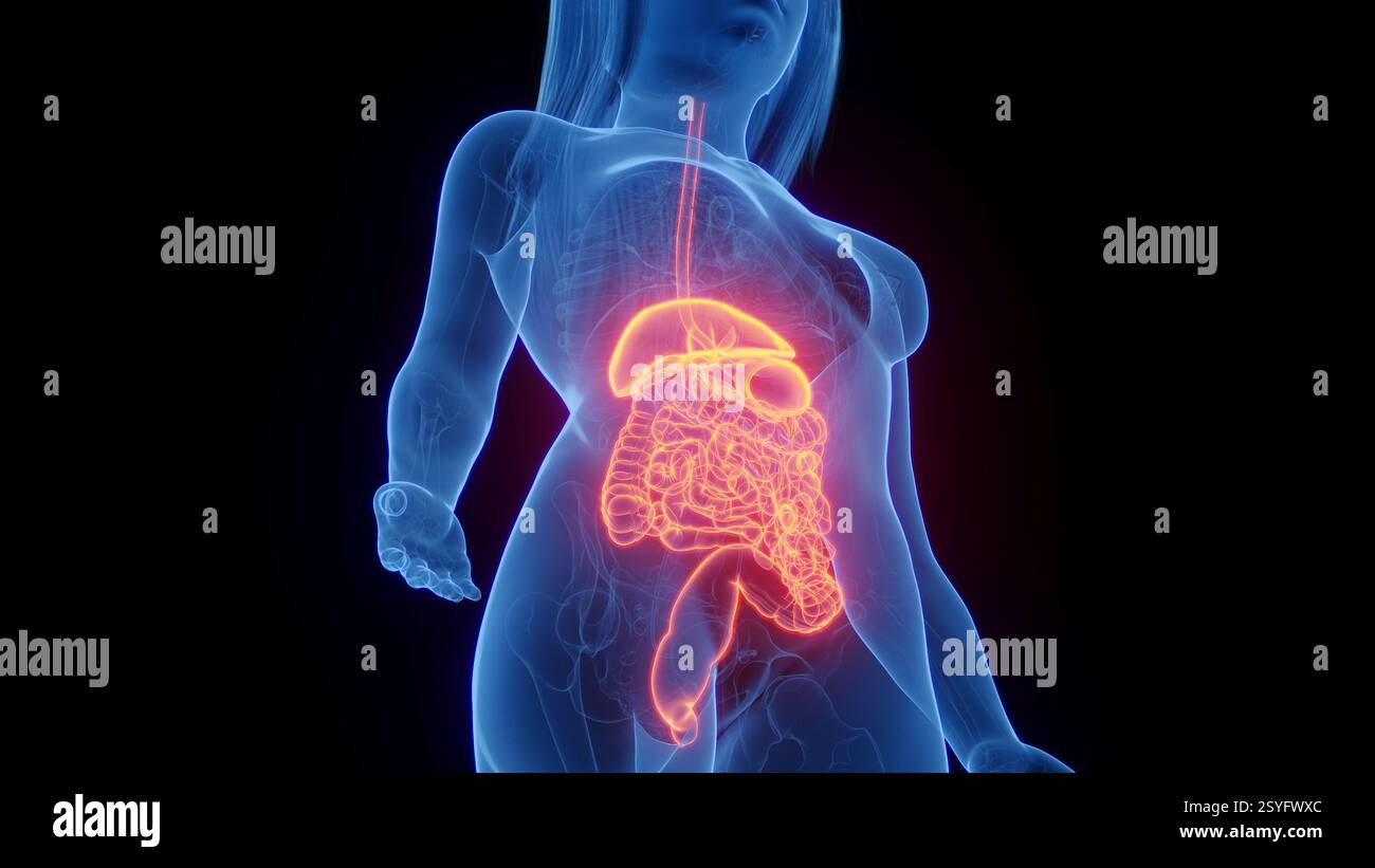 Female digestive system, illustration Stock Photo - Alamy