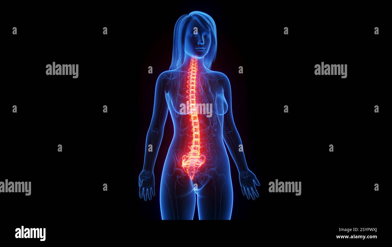 Lumbar spine anatomy female hi-res stock photography and images - Alamy