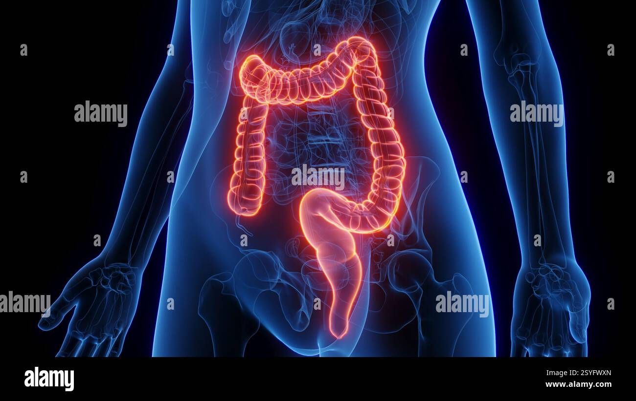Female large intestine, illustration Stock Photo - Alamy