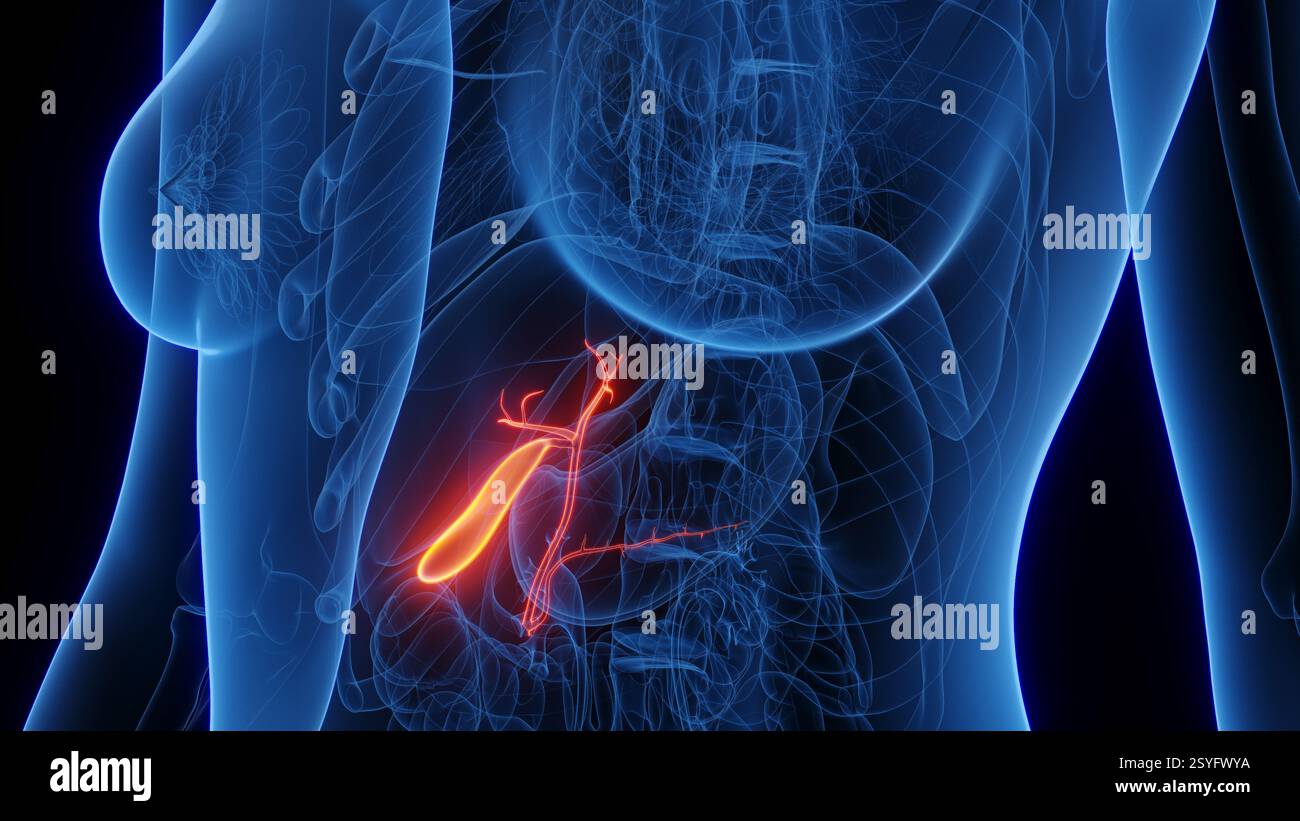 Female gallbladder, illustration Stock Photo - Alamy