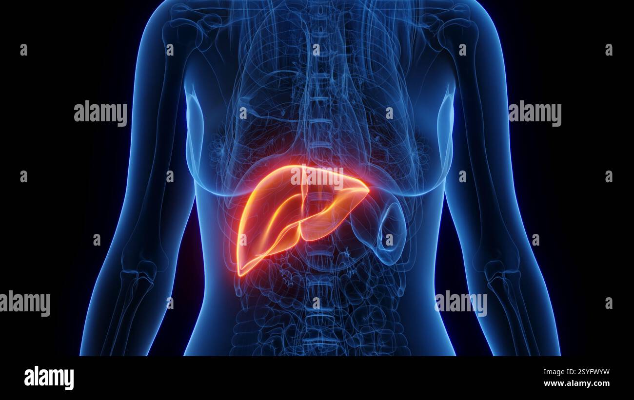 Female liver, illustration Stock Photo - Alamy