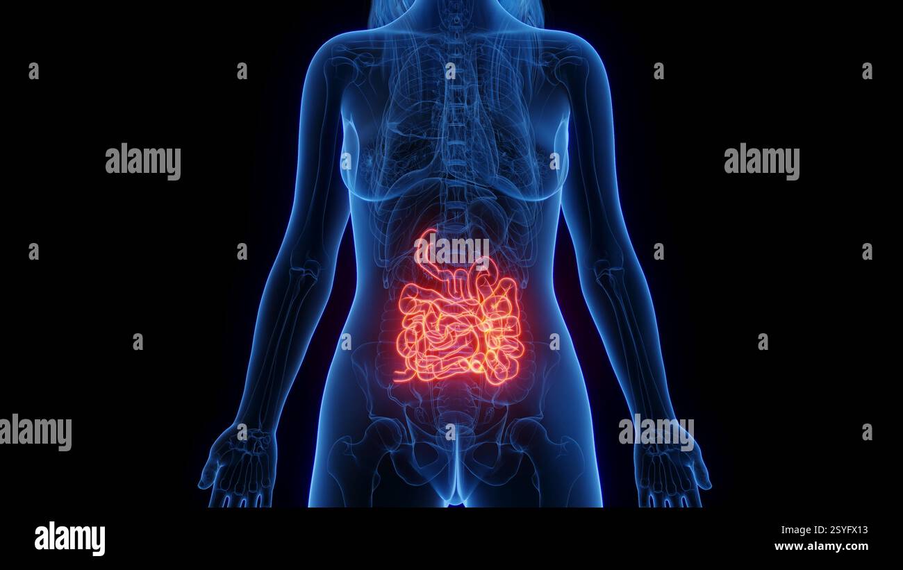 Female small intestine, illustration Stock Photo - Alamy