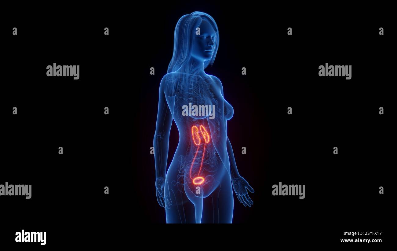 Female urinary system, illustration Stock Photo - Alamy
