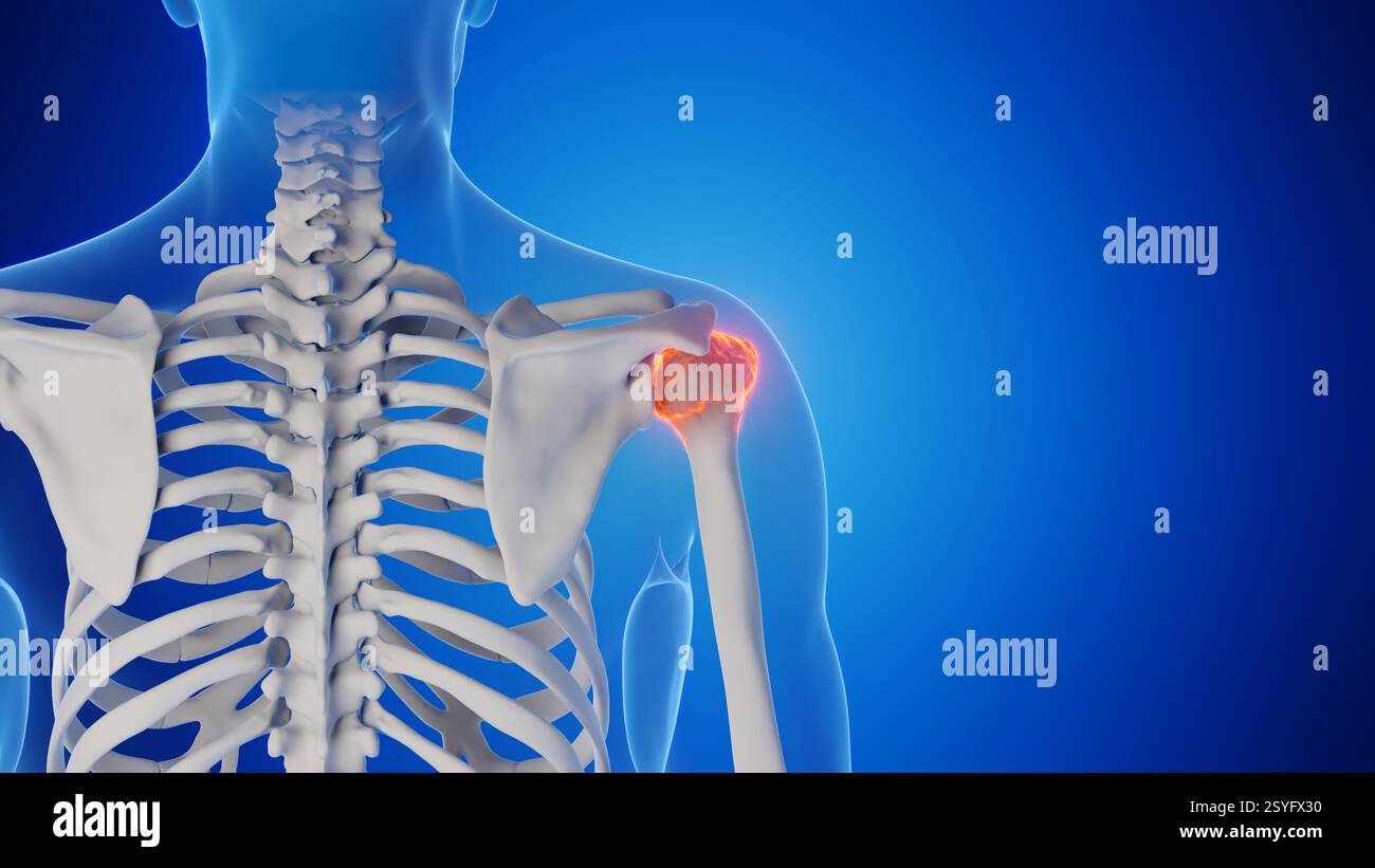 Male shoulder joint, illustration Stock Photo - Alamy