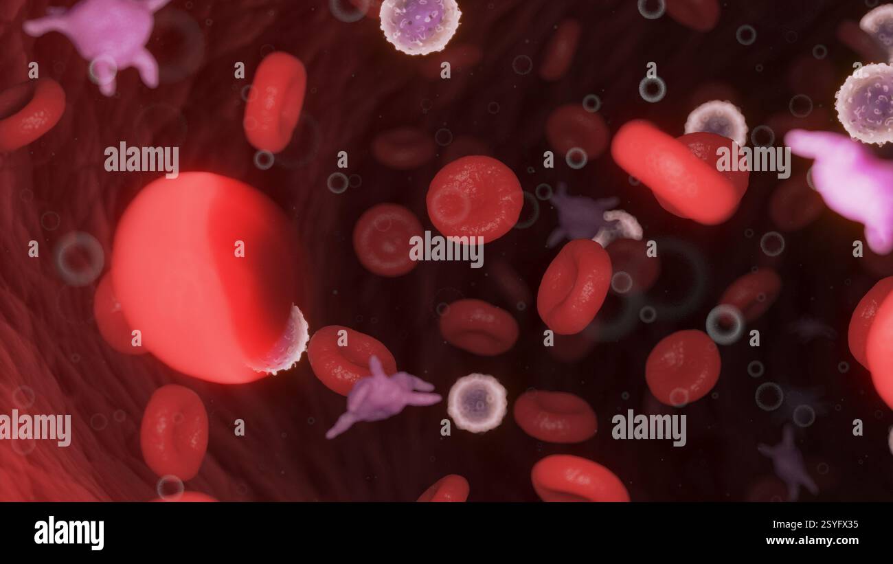 Circulating blood cells, illustration Stock Photo - Alamy