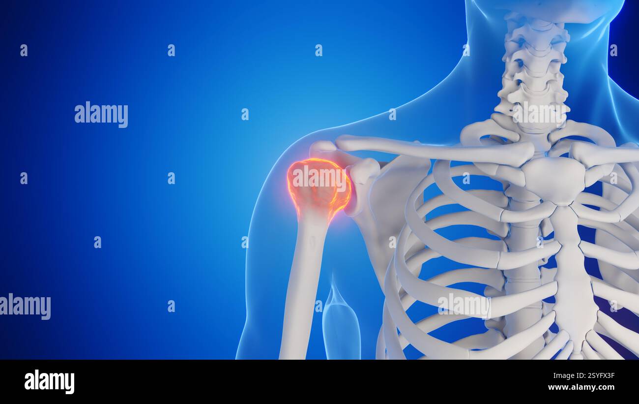 Male shoulder joint, illustration Stock Photo - Alamy