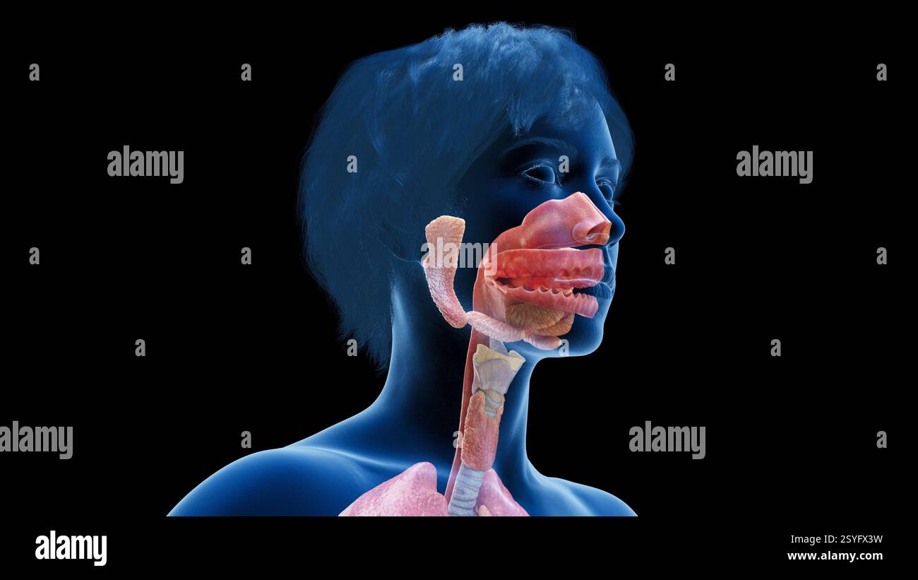 Female head and neck anatomy, illustration Stock Photo - Alamy