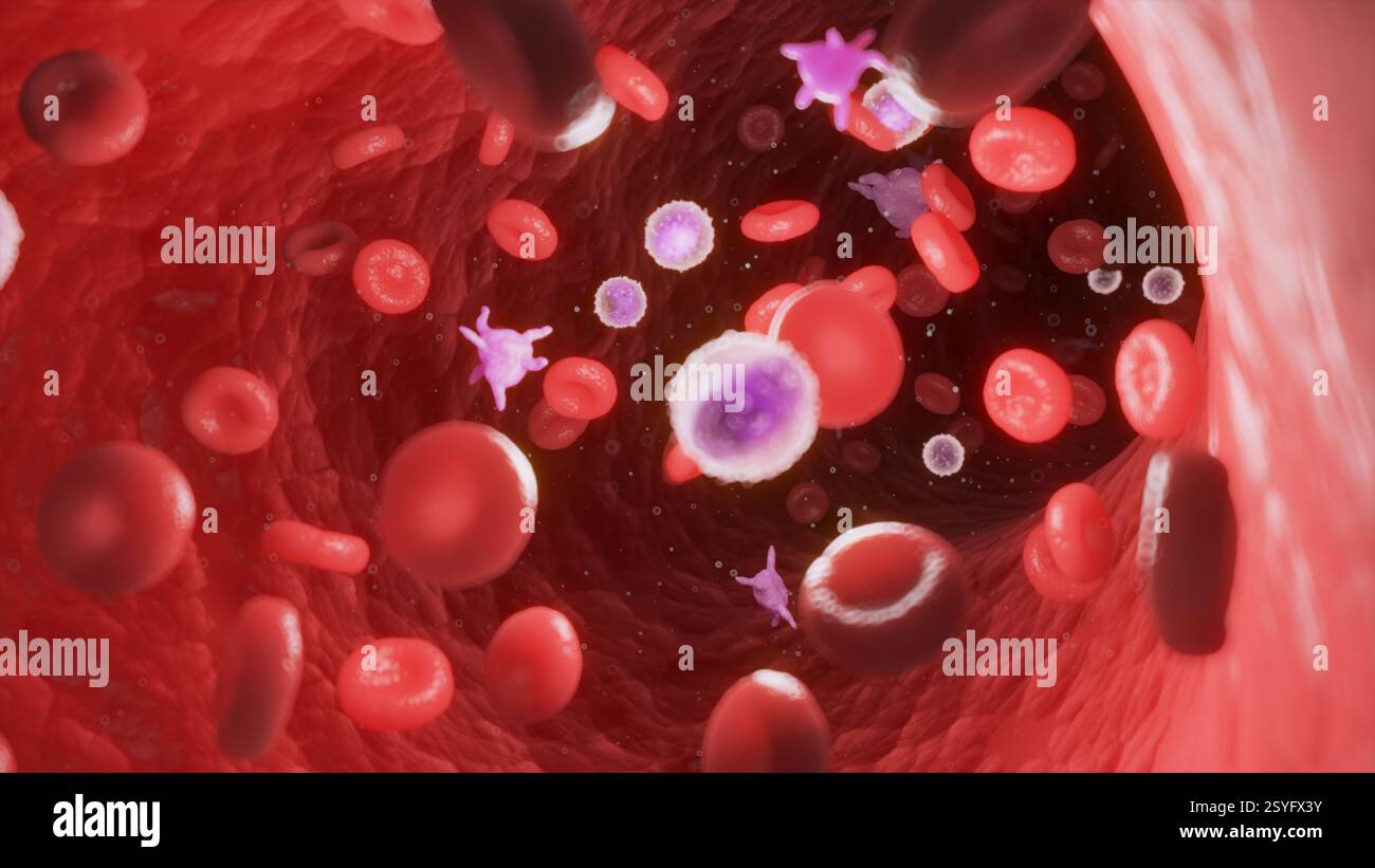 Circulating blood cells, illustration Stock Photo - Alamy