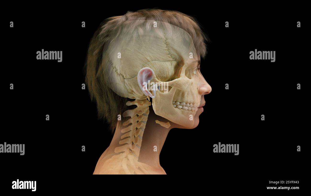 Female skull, illustration Stock Photo - Alamy