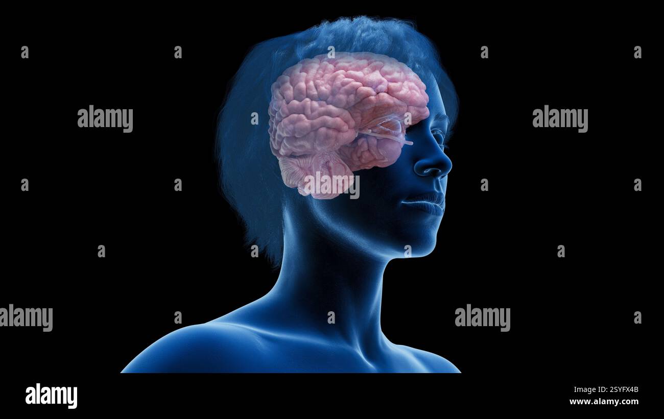 Female temporal lobe brain hi-res stock photography and images - Alamy