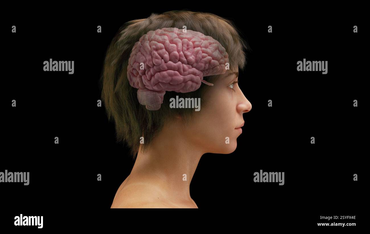 Female brain, illustration Stock Photo - Alamy