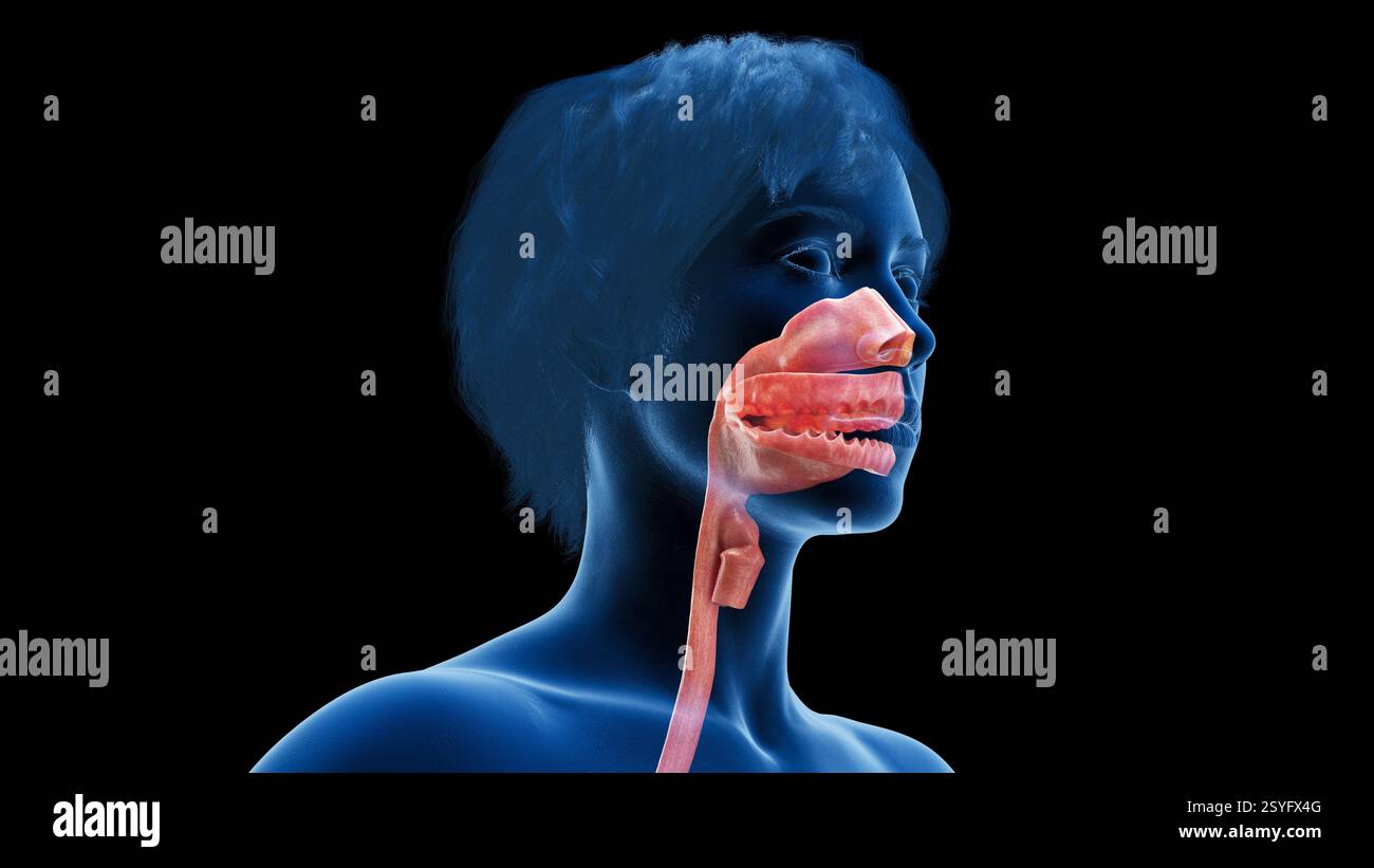 Female upper respiratory tract, illustration Stock Photo - Alamy