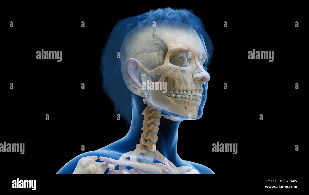 Female head and neck bone, illustration Stock Photo - Alamy