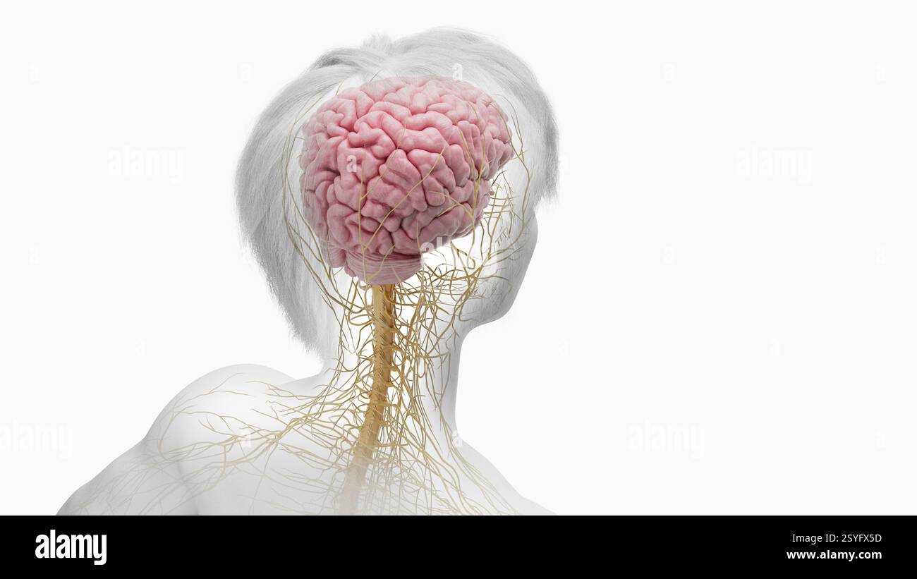 Central nervous system, illustration Stock Photo - Alamy