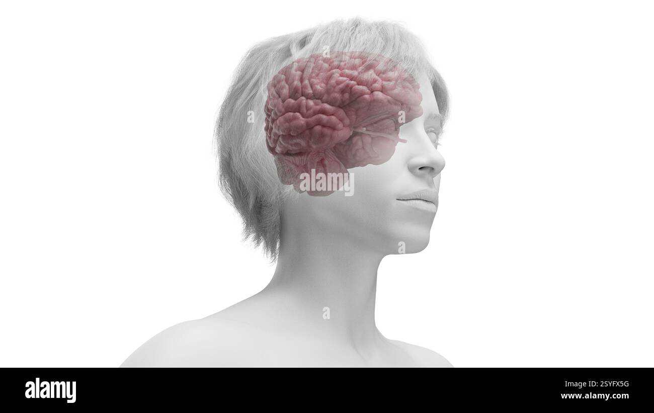 Female brain, illustration Stock Photo - Alamy
