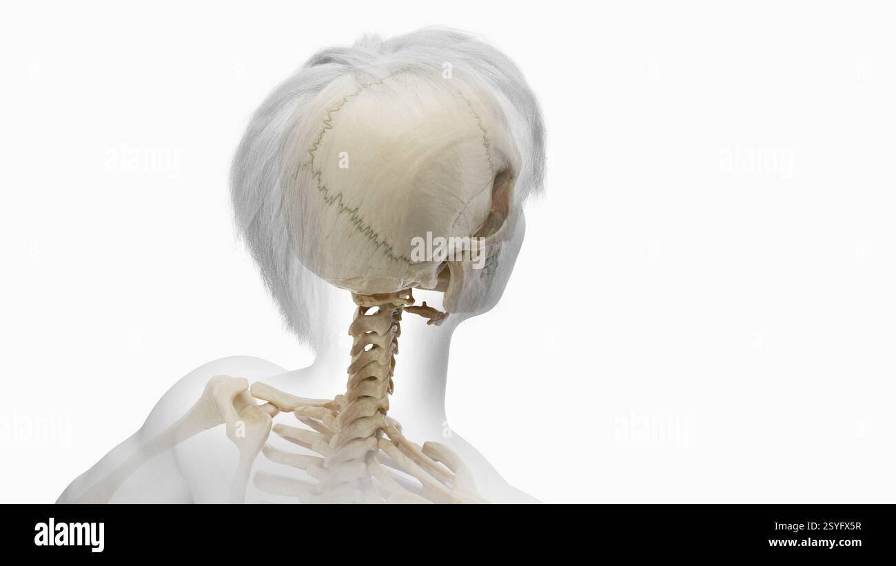 Bones of the head and neck, illustration Stock Photo - Alamy