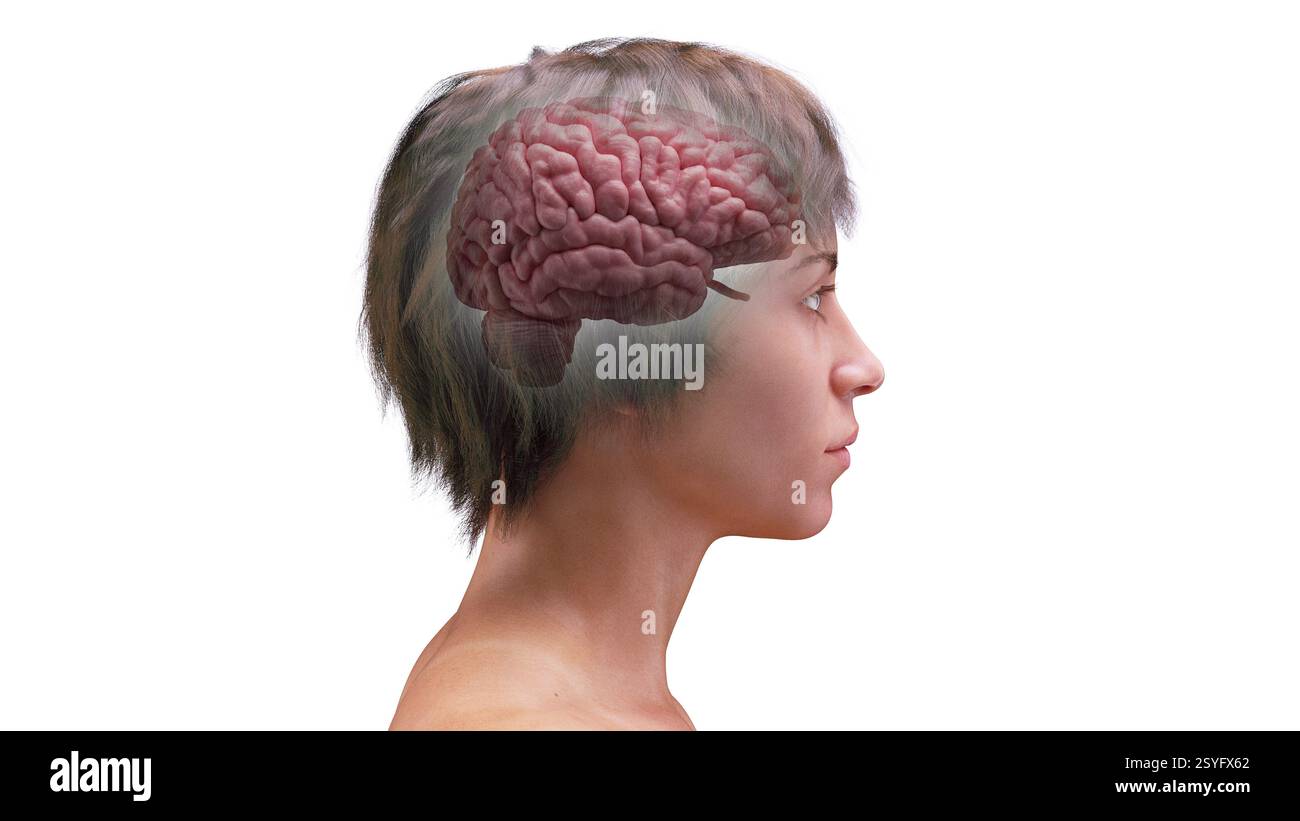 Female brain, illustration Stock Photo - Alamy