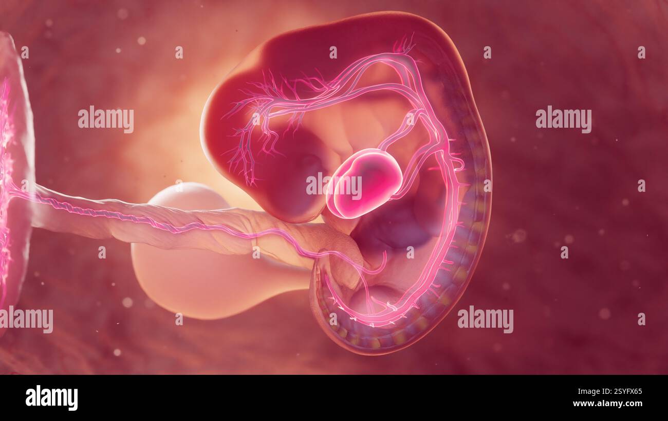 Cardiovascular system of 6 week embryo, illustration Stock Photo - Alamy