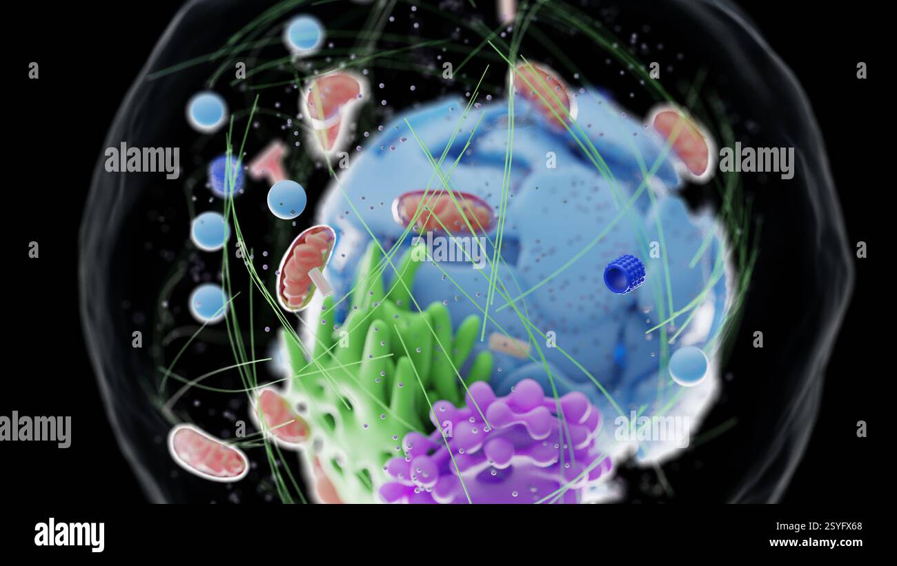 Human cell, illustration Stock Photo - Alamy