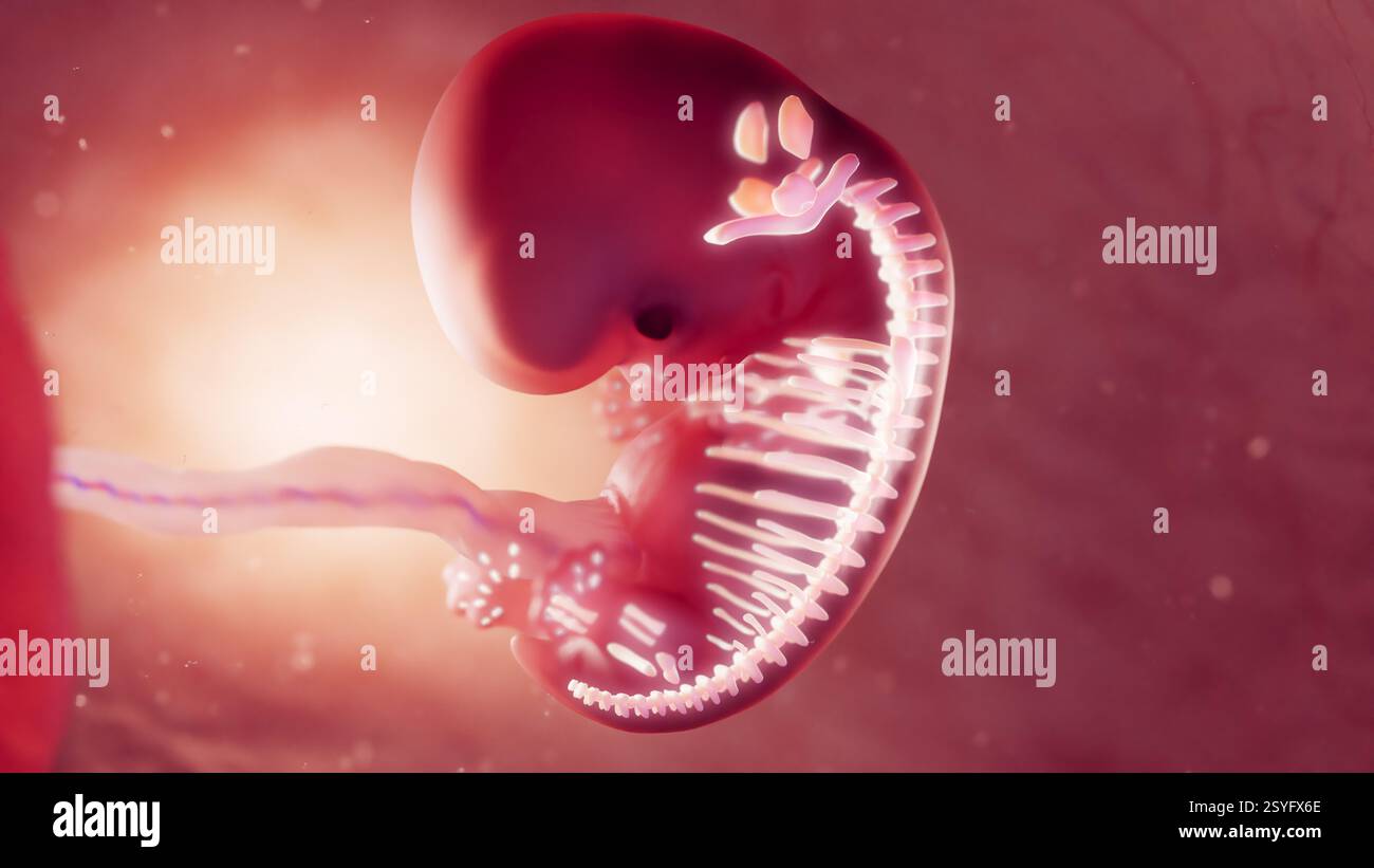 Skeletal system of 8 week embryo hi-res stock photography and images ...