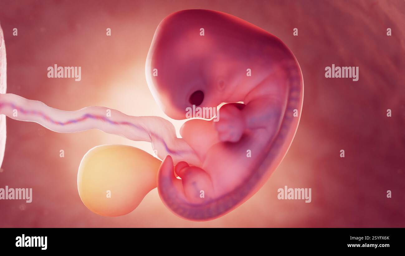 Umbilical artery weeks hi-res stock photography and images - Alamy