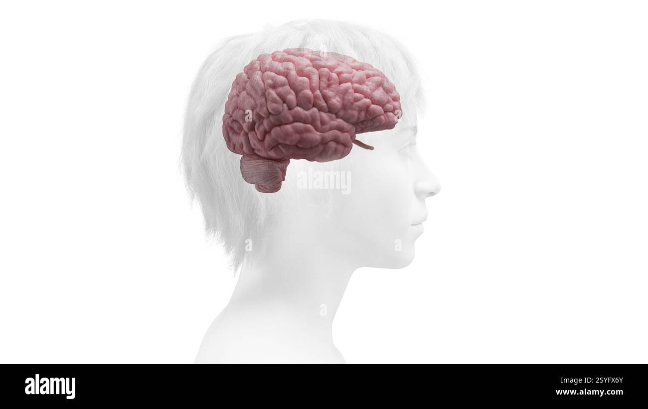 Female frontal lobe brain anatomy hi-res stock photography and images ...