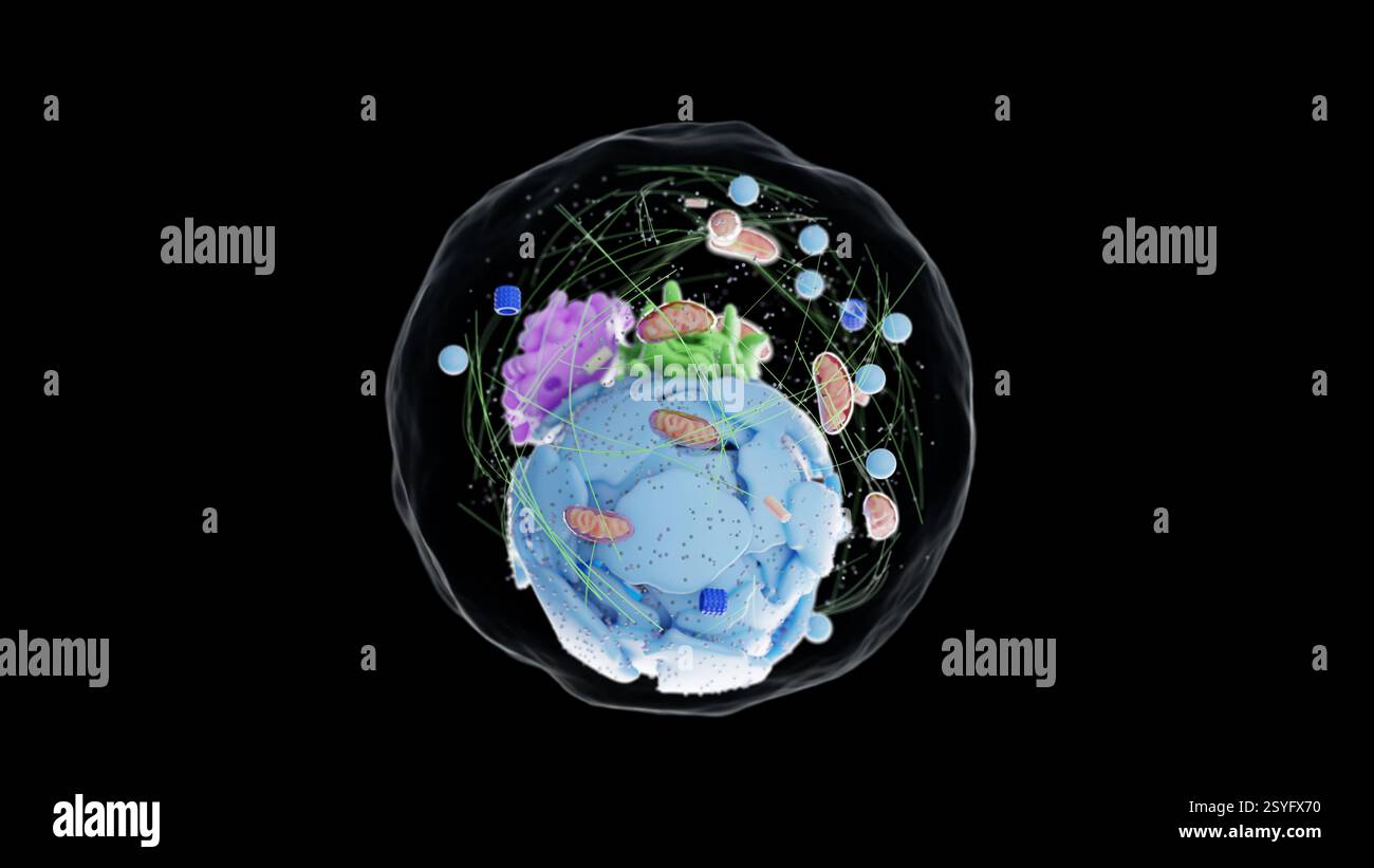 Human cell, illustration Stock Photo - Alamy