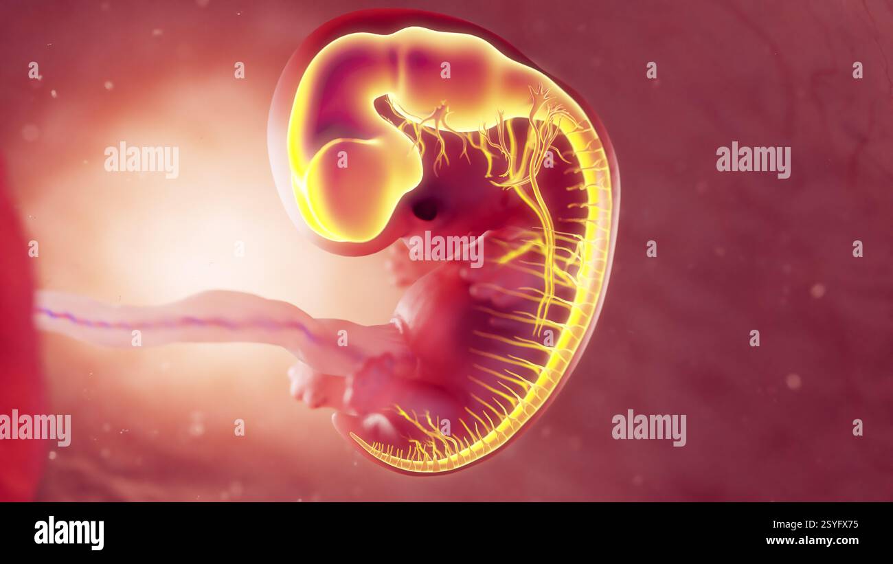 Nervous system of 8 week embryo, illustration Stock Photo - Alamy