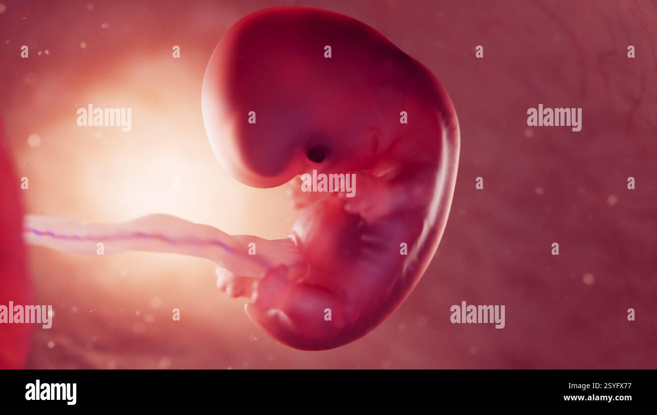 Foetus at 8 weeks, illustration Stock Photo - Alamy
