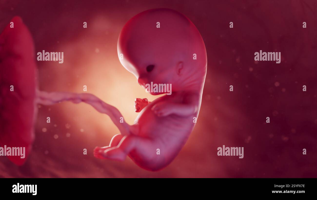 Foetus at 10 weeks, illustration Stock Photo - Alamy
