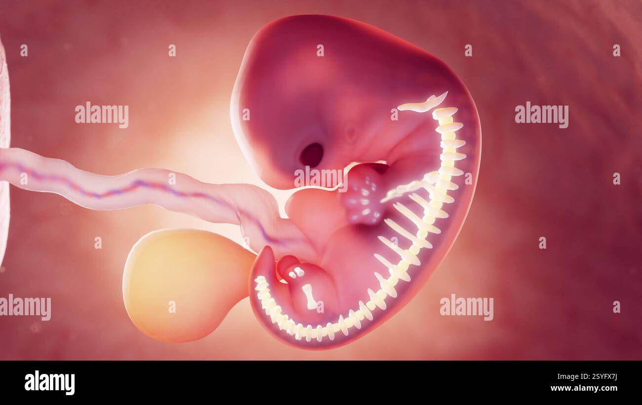 Skeletal system of 7 week embryo, illustration Stock Photo - Alamy