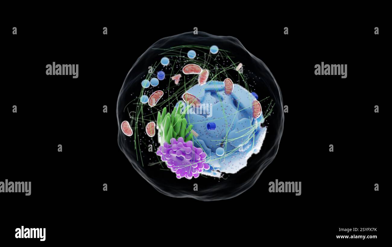 Human cell, illustration Stock Photo - Alamy
