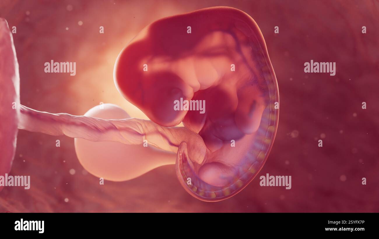 Embryo at 6 weeks of gestation, illustration Stock Photo - Alamy