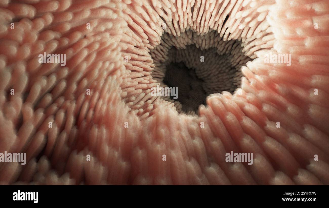 Microvilli brush border hi-res stock photography and images - Alamy