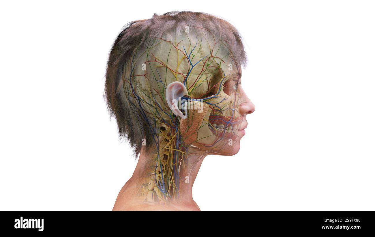 Female head and neck anatomy, illustration Stock Photo - Alamy