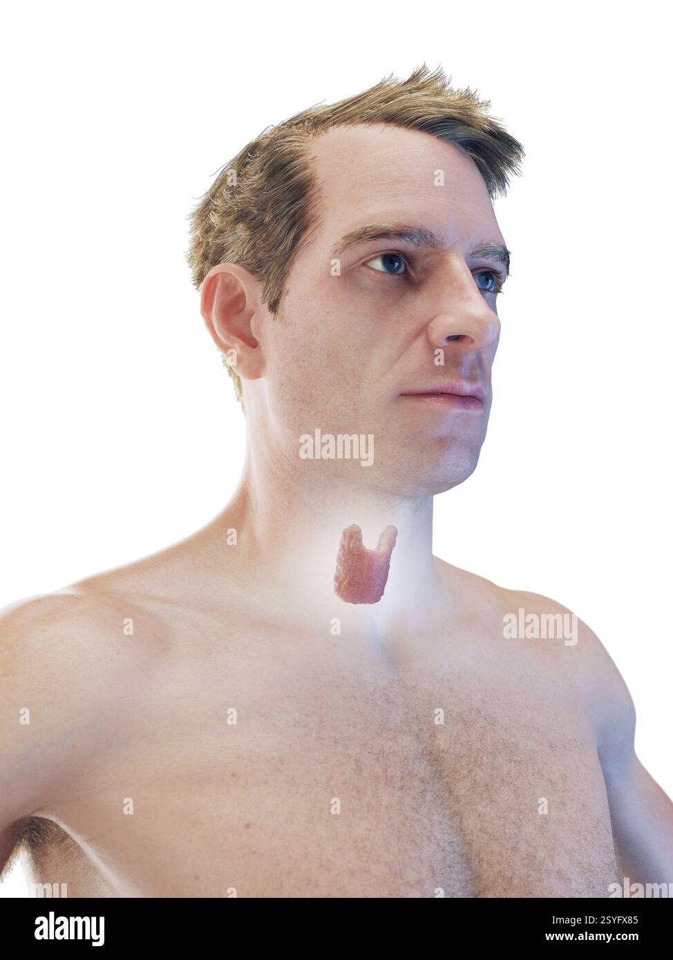 Cricoid cartilage, illustration Stock Photo - Alamy