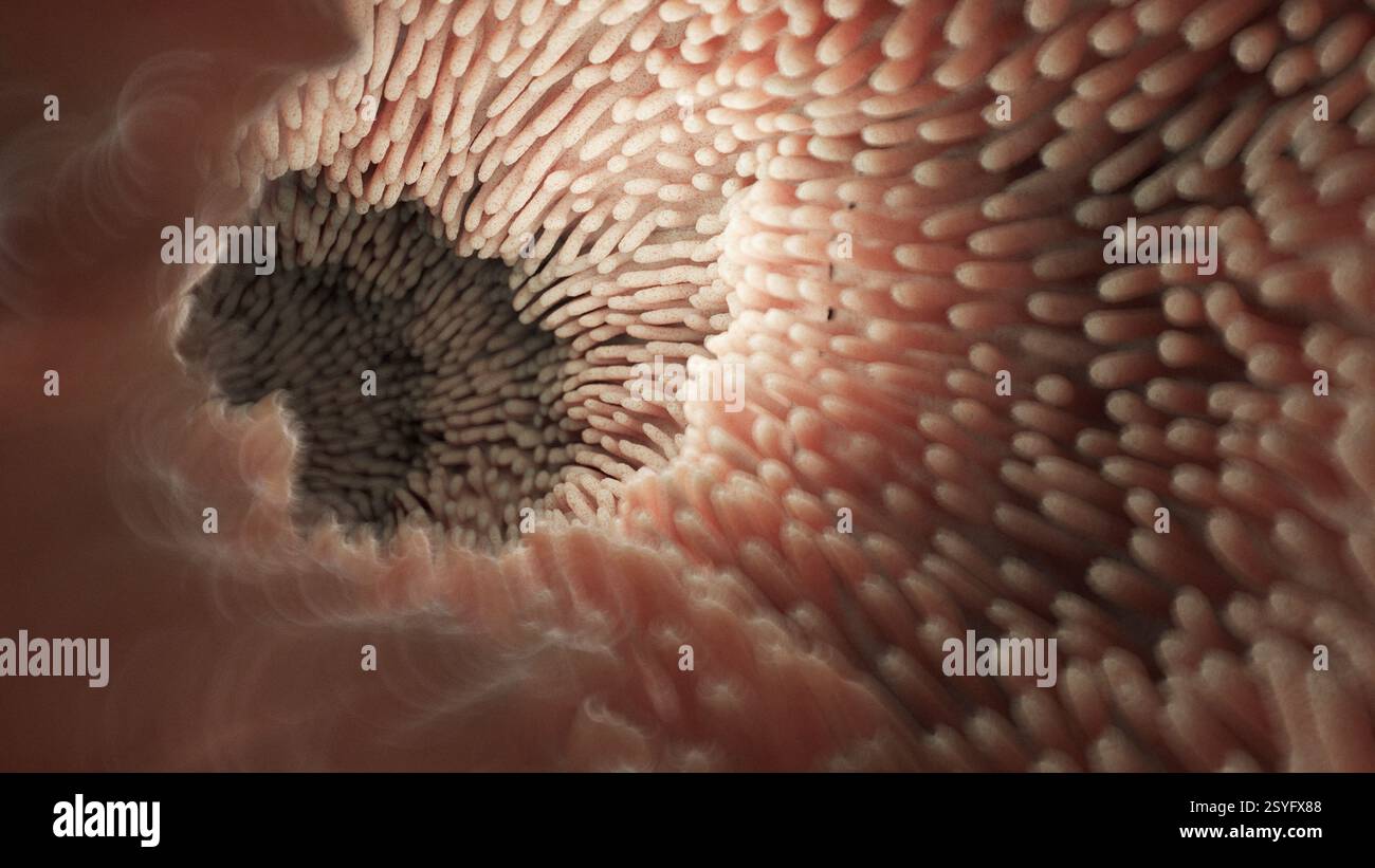 Microvilli brush border hi-res stock photography and images - Alamy