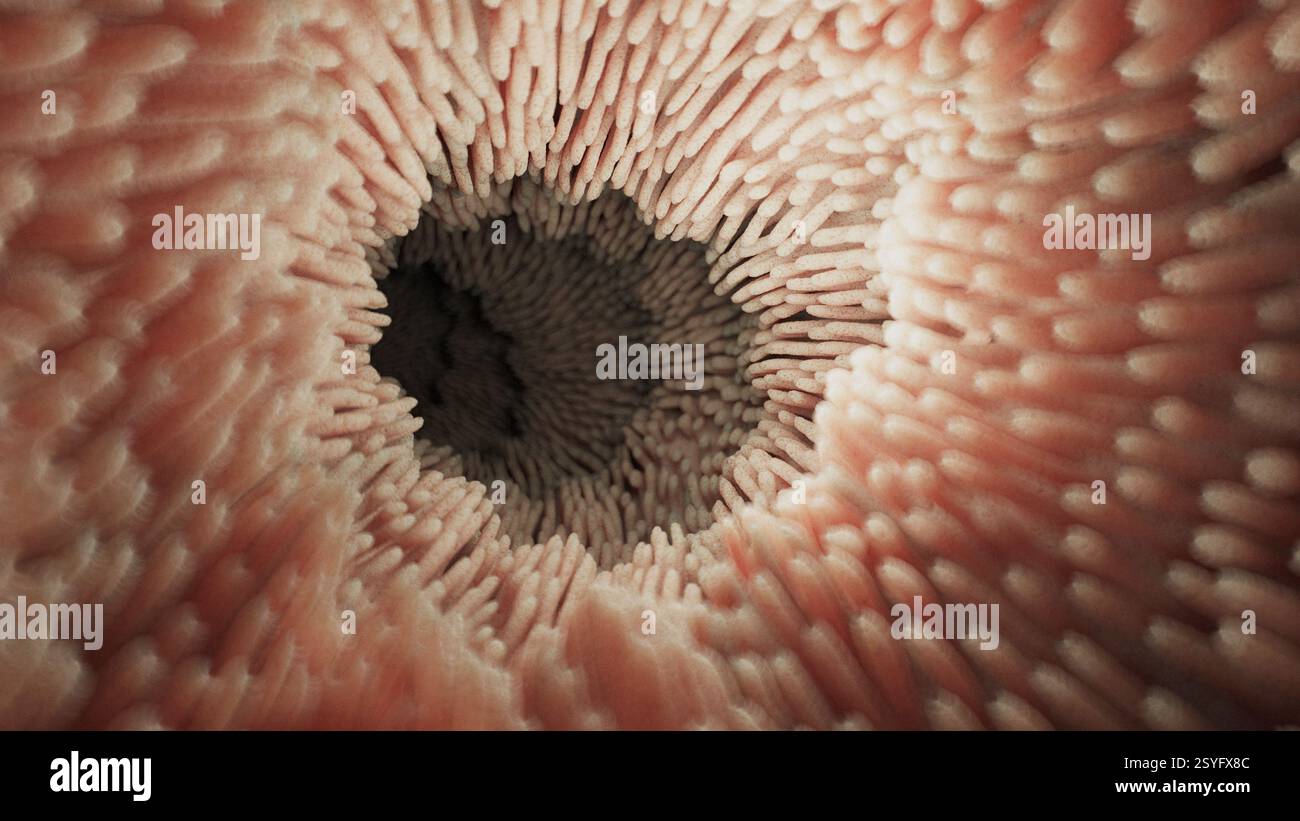 Microvilli brush border hi-res stock photography and images - Alamy