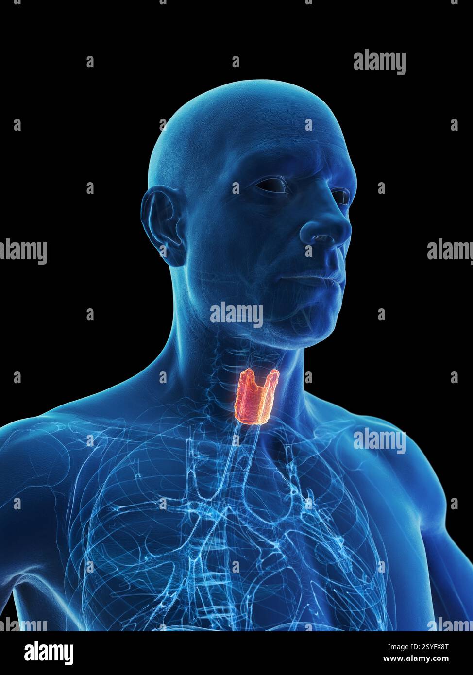 Cricoid cartilage hi-res stock photography and images - Alamy