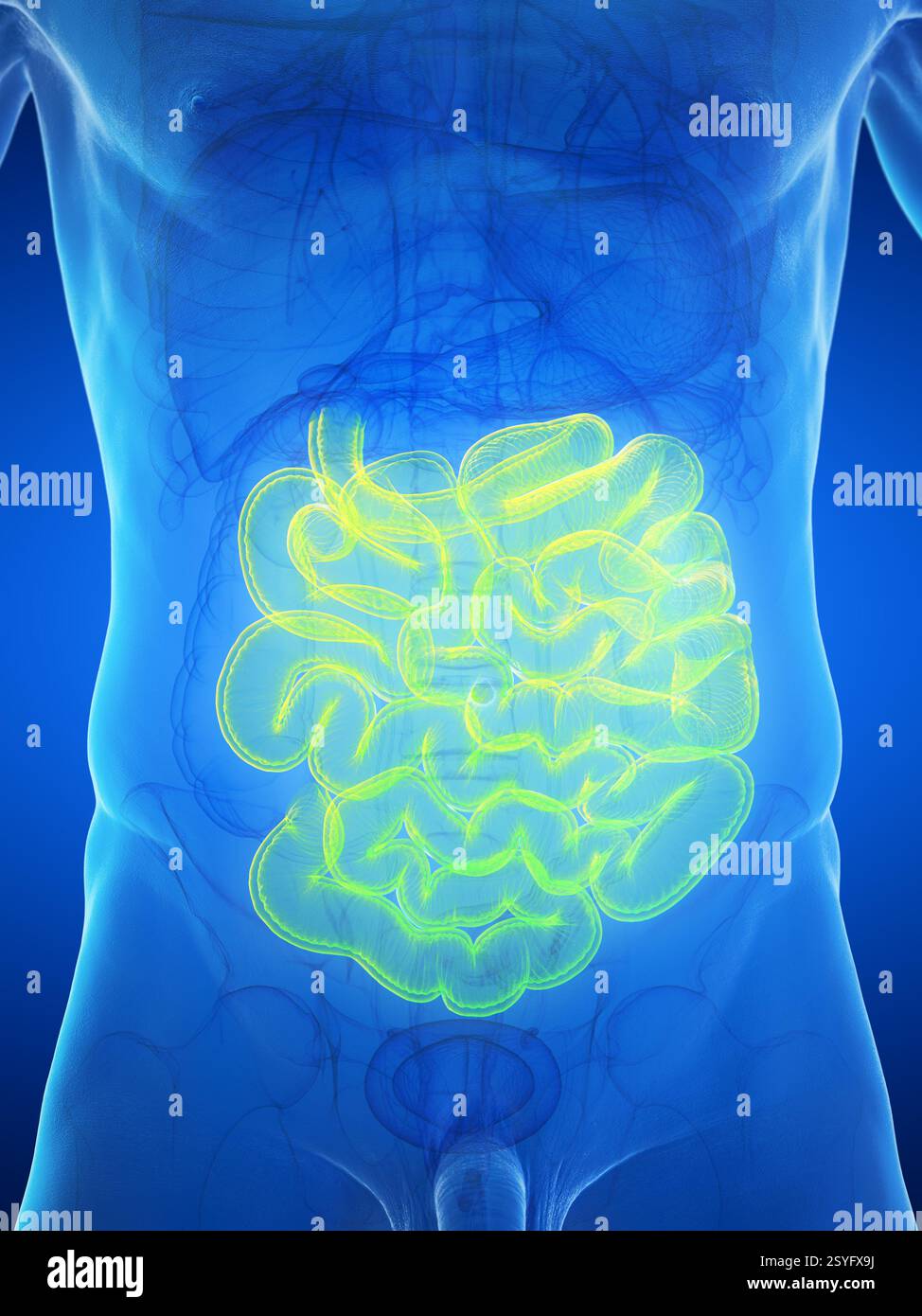 Male small intestine, illustration Stock Photo - Alamy