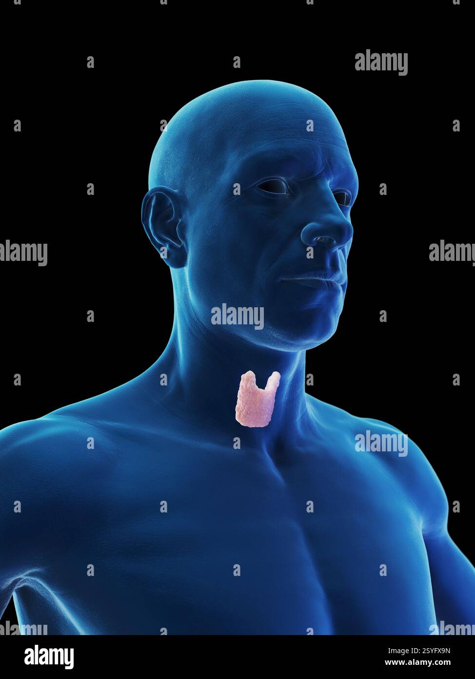 Cricoid cartilage, illustration Stock Photo - Alamy