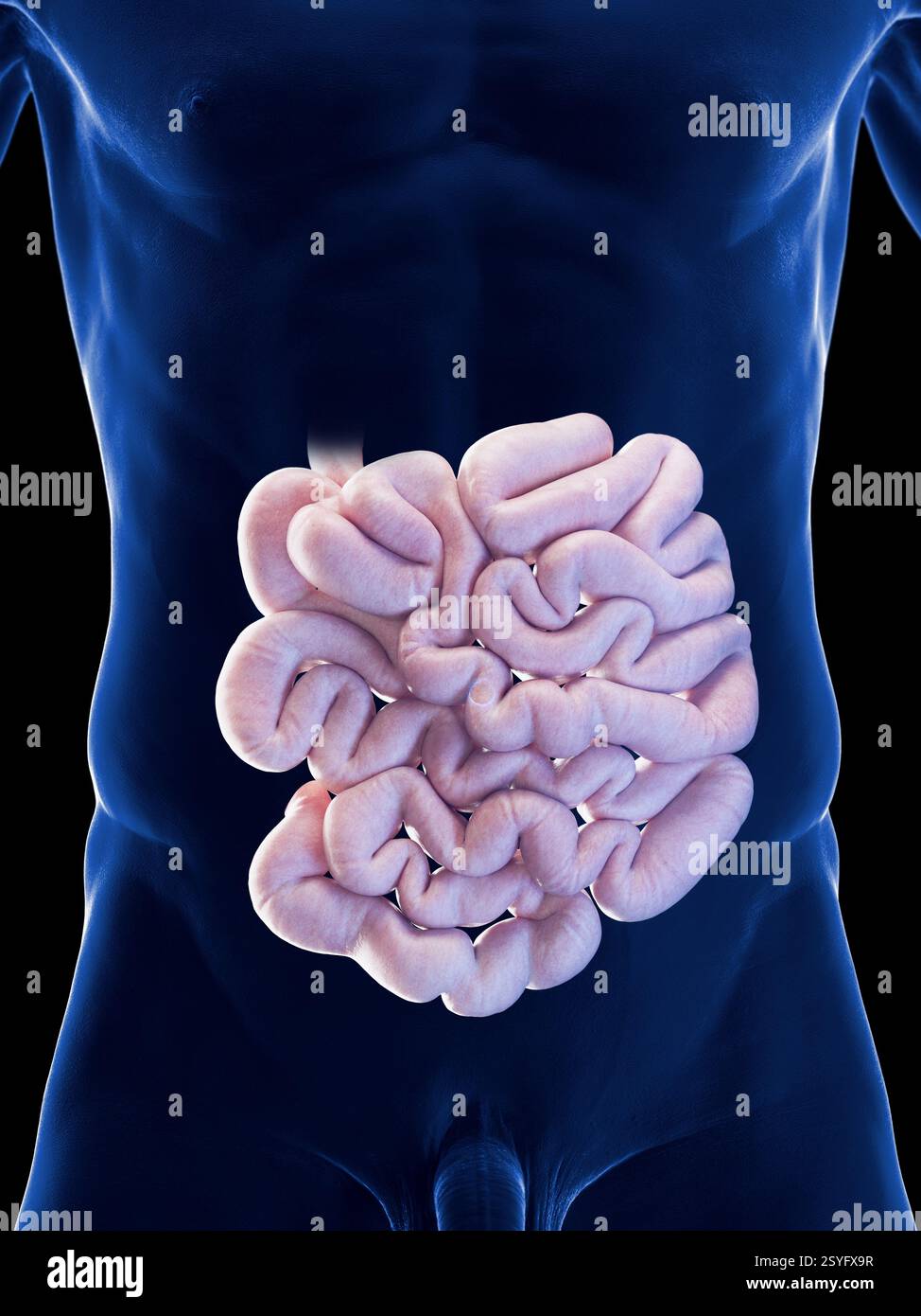 Male small intestine, illustration Stock Photo - Alamy