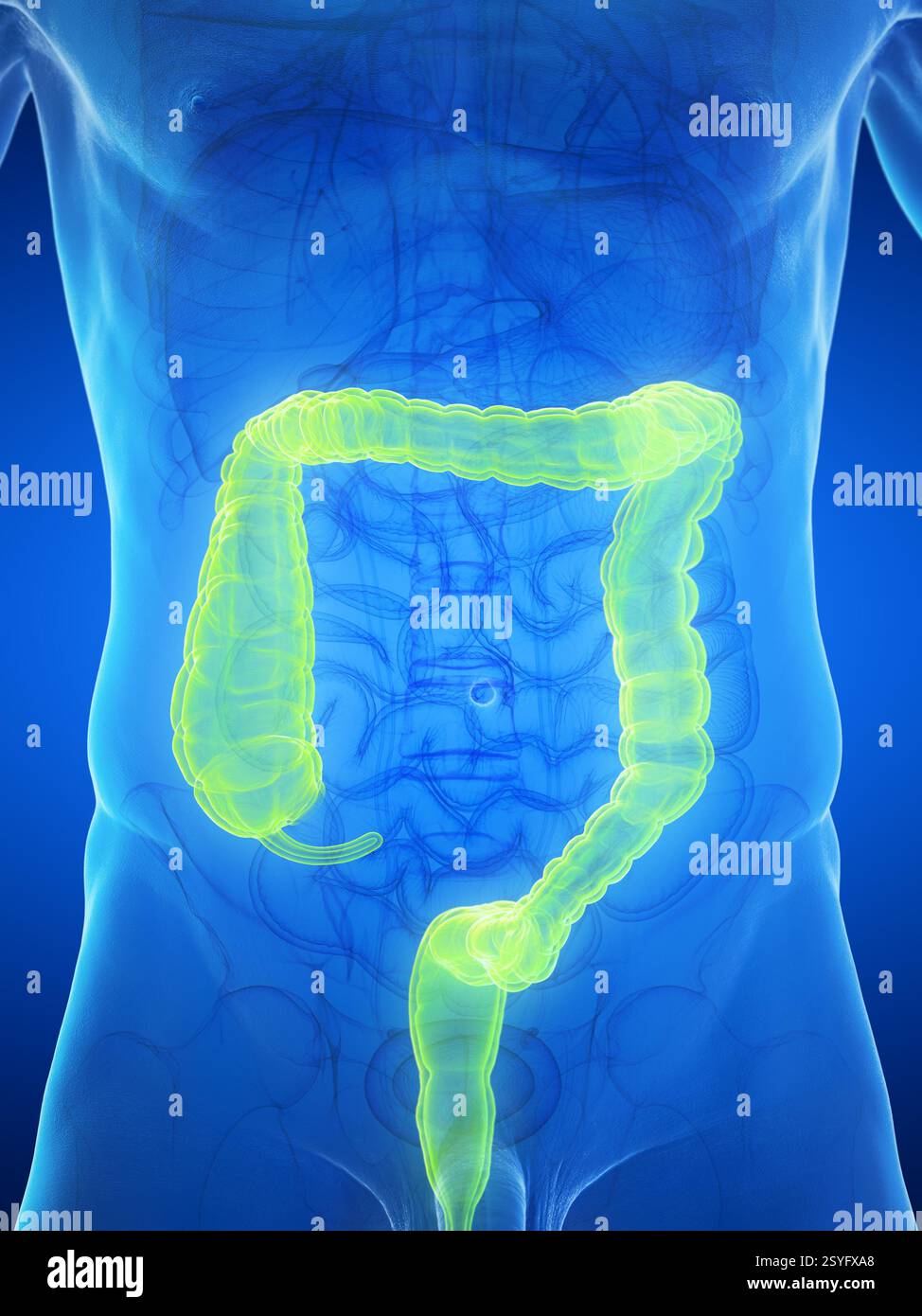 Male large intestine, illustration Stock Photo - Alamy