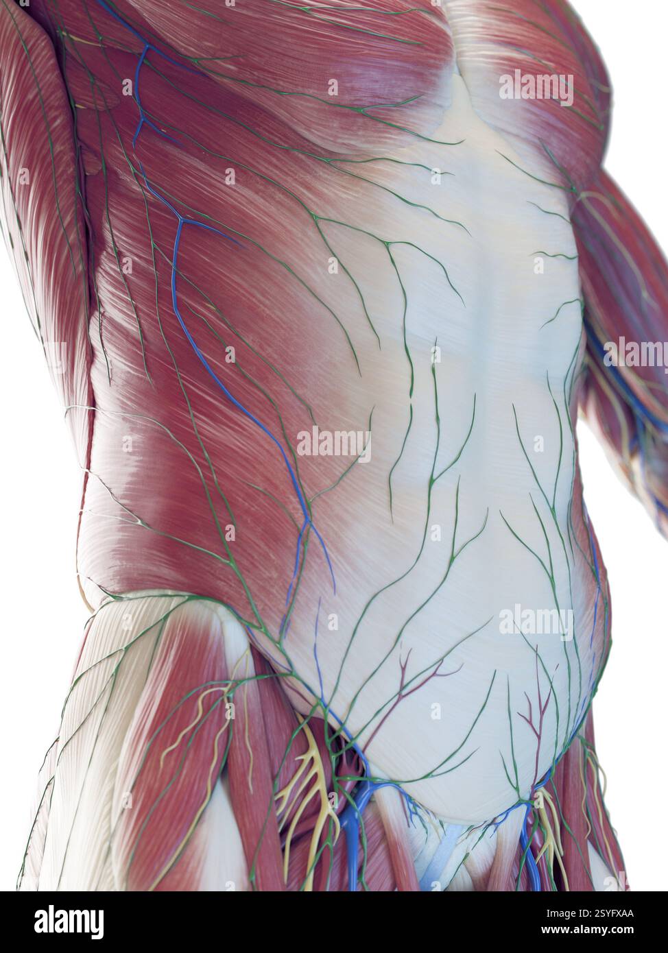 Male abdominal muscles, illustration Stock Photo - Alamy