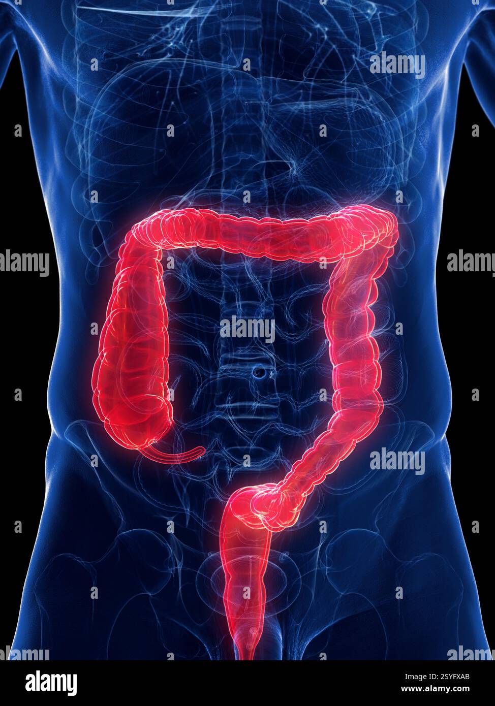 Male large intestine, illustration Stock Photo - Alamy