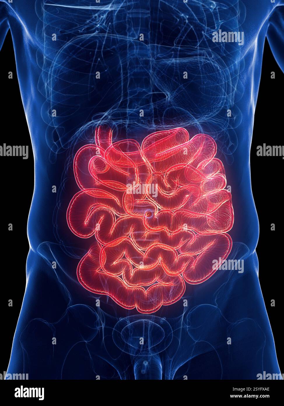 Male small intestine, illustration Stock Photo - Alamy