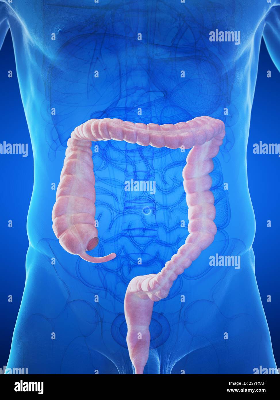 Male large intestine, illustration Stock Photo - Alamy