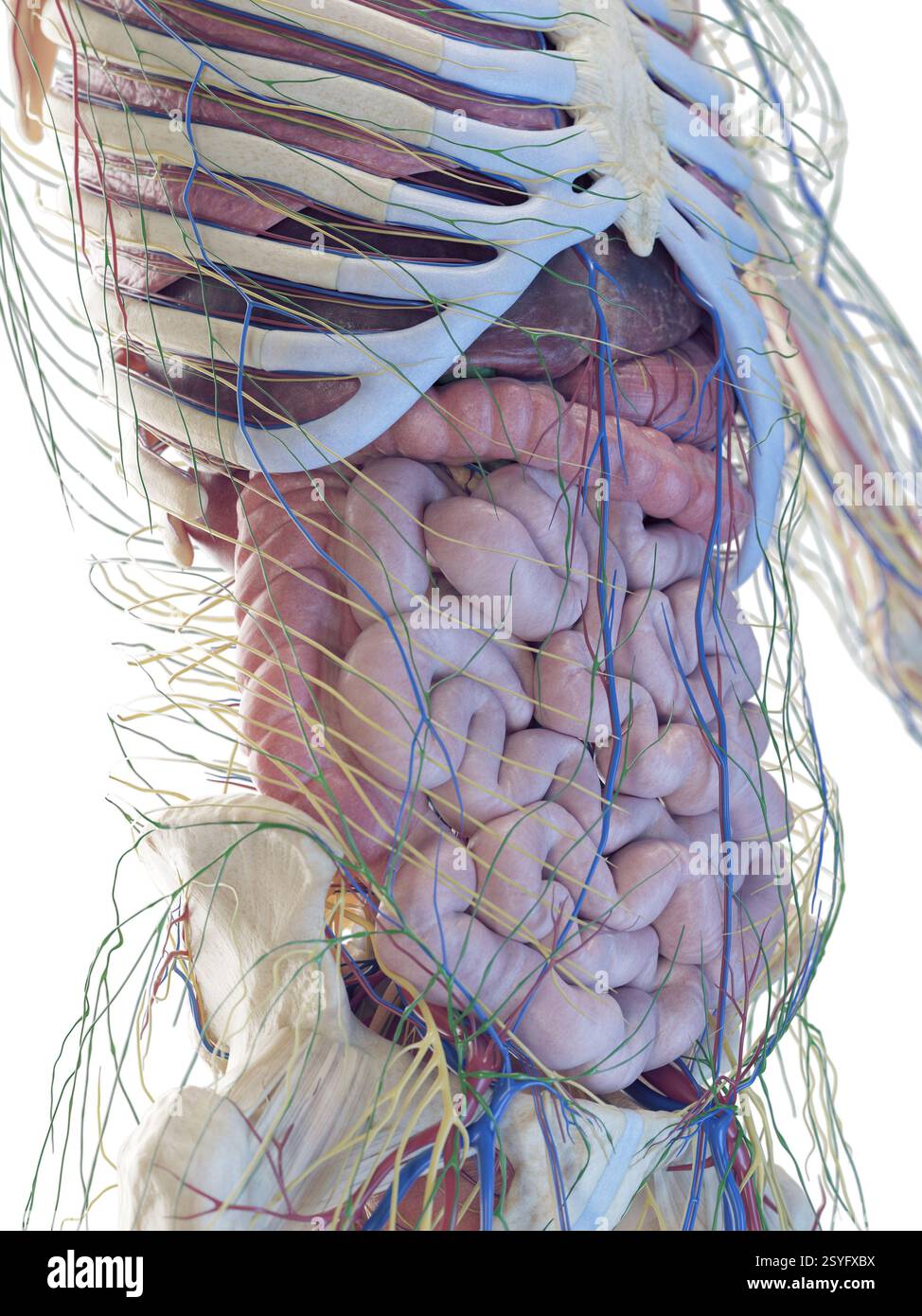 Veins of the abdominal organs hi-res stock photography and images - Alamy